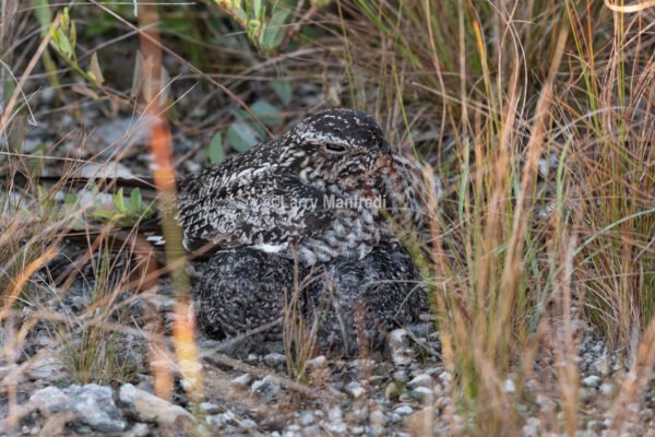 Common Nighthawk babies are growing! - Larry Manfredi Birding and ...