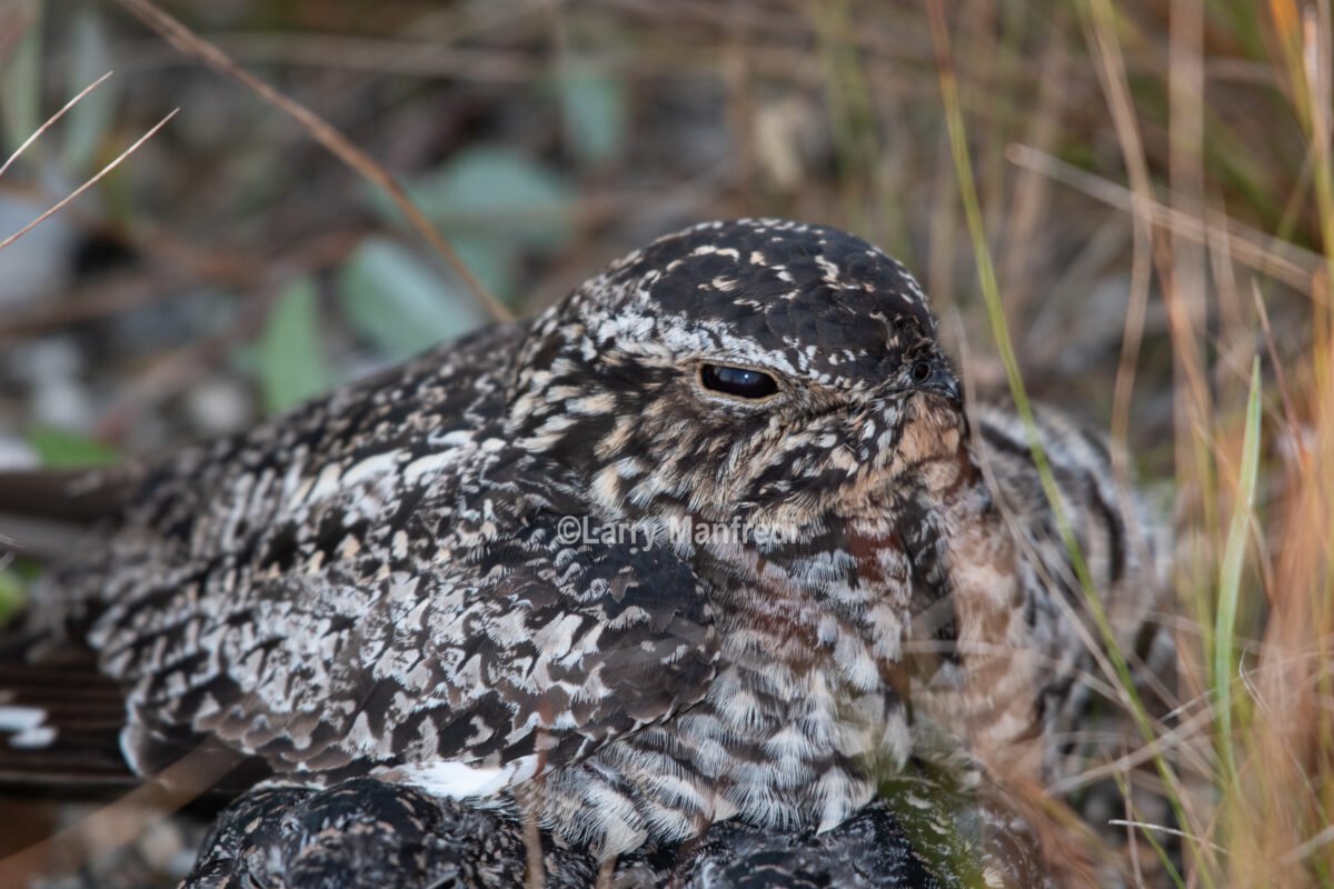 Common Nighthawk babies are growing! - Larry Manfredi Birding and ...