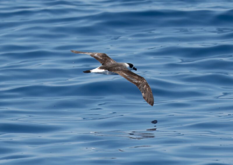 Black-capped Petrel - Larry Manfredi Birding and Nature Tours