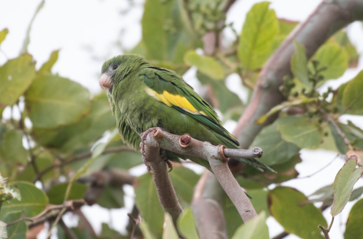 WHITE-WINGED PARAKEETS - Larry Manfredi Birding and Nature Tours